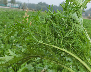 CYBEXIS Potherb mustard Salted Vegetable Plants Seeds-1000 Seeds Seed ...