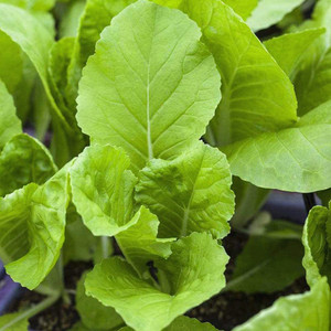 CYBEXIS Baby Cabbage Seeds Brassica chinensis 800 Seeds Seed Price in ...