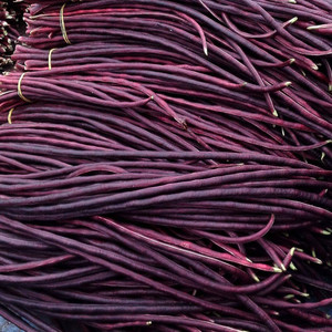 CYBEXIS Hybrid Red Long Bean Seeds800 Seeds Seed Price in India - Buy ...