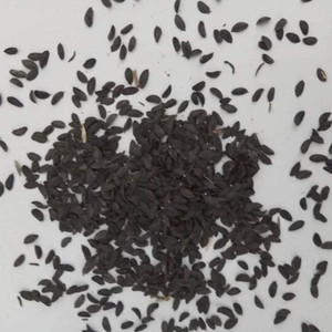 CYBEXIS Hybrid Lettuce Seeds Lactuca Organic 700 Seeds Seed Price in ...