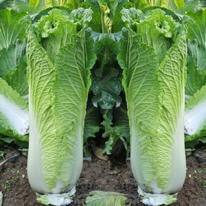CYBEXIS Long Cabbage Seeds1000 Seeds Seed Price in India - Buy CYBEXIS ...