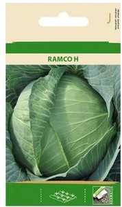 CYBEXIS White Cabbage RAMCO H Seeds500 Seeds Seed Price in India - Buy ...