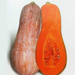 CYBEXIS Long Pumpkin Squash Seeds200 Seeds Seed Price in India - Buy ...
