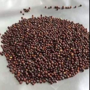 CYBEXIS F1 Chinese Long Cabbage Seeds500 Seeds Seed Price in India ...