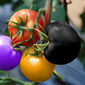 CYBEXIS Organic Rainbow Tomato Seeds-250 Seeds Seed Price in India ...