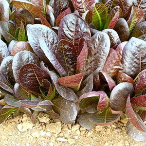 CYBEXIS Red Round Leaves Lettuce Seeds1000 Seeds Seed Price in India ...
