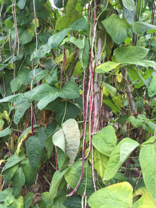 CYBEXIS Bea Seed Price in India - Buy CYBEXIS Bea Seed online at ...