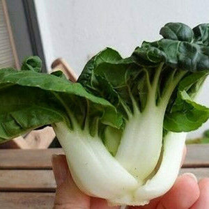 CYBEXIS Pak Choi Crop Seeds2000 Seeds Seed Price in India - Buy CYBEXIS ...