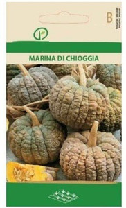 CYBEXIS Pumpkin Marina DI CHIOGGIA Seeds-50 Seeds Seed Price in India ...