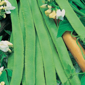 CYBEXIS Runner Bean - White Lady200 Seeds Seed Price in India - Buy ...