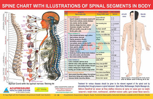 Spine Chart - Spinal Segments Paper Print - Educational posters in ...