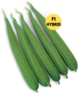 AKASH GANGA SEEDS RIDGE GOURD, Torai, Garden Vegetable Seed Price in ...