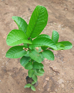Trothic Guava Plant Price in India - Buy Trothic Guava Plant online at ...