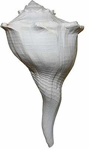 Thenkumari Shell Valampuri/Dakshinavarti Shankh Original Sangu/Shankh ...