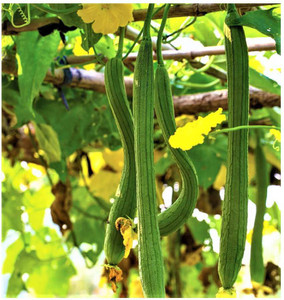 GROUNDOXY BEST QUALITY HYBRID SPONGE GOURD(TORI) VEGETABLE SEEDS FOR ...