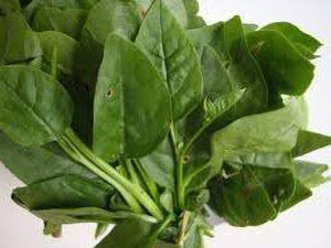 Countgreen Plus Germination Purpose Bachali kura - Malabar Spinach - 50 ...