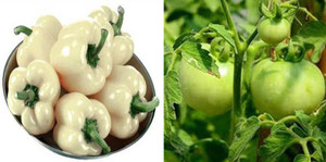 xcentax Chappan kadu, WHITE IVORI BELL PEPPER Seed Price in India - Buy ...