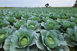 Green World F1 CABBAGE DEEP SHIKHA-60/ PATTA GOBBI/ CABBAGE SEEDS FOR ...