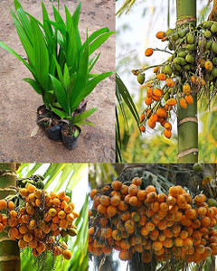 Trothic Betel Nut/Supari Plant Price in India - Buy Trothic Betel Nut ...