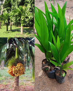 Trothic Betel Nut/Supari Plant Price in India - Buy Trothic Betel Nut ...