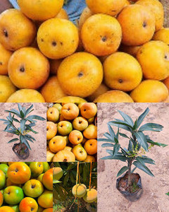 Trothic Mango Plant Price in India - Buy Trothic Mango Plant online at ...