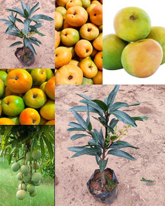 LushGreen Mango Plant Price in India - Buy LushGreen Mango Plant online ...