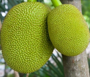 Darjeeling Planters Jackfruit Plant Price in India - Buy Darjeeling ...