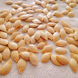 GROCERYONTHEGO Squash or Zucchini Vegetable Seeds 100g Squash Seeds ...