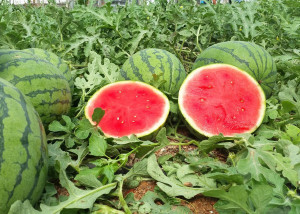 Infigarden WaterMelon Hybrid Seed Price in India - Buy Infigarden ...