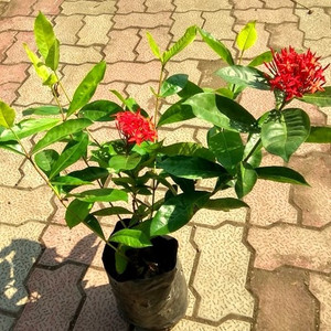 Mohomaya Trothic Ixora/Chethi Plant Price in India - Buy Mohomaya ...