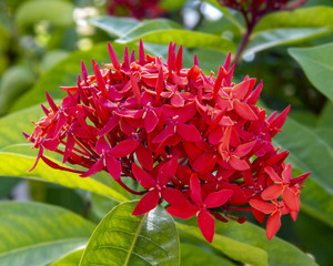 Corofitam Trothic Ixora/Chethi Plant Price in India - Buy Corofitam ...