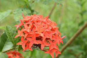 FlowQueens Trothic Ixora/Chethi Plant Price in India - Buy FlowQueens ...
