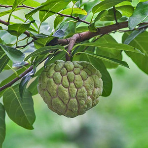 Paudha Custard Apple Hybrid Seed Price in India - Buy Paudha Custard ...