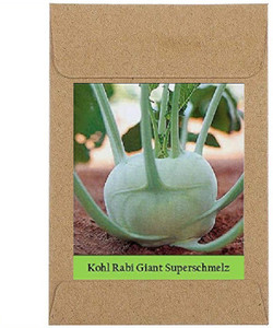 CYBEXIS Guarenteed Germination Giant Khol Rabi Seeds-250 Seeds Seed ...