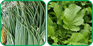 Agrey Spinach (200 Seeds) And Singra ( 100 Seeds) Vegetable Seeds Pack ...