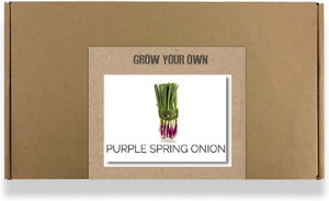 CYBEXIS Fast Germination Purple Spring Onion Seeds-500 Seeds Seed Price ...