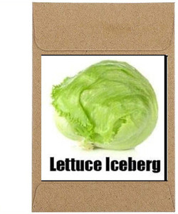 Qualtivate ™ Guarenteed Germination Lettuce Iceberg Seeds(250 Seeds ...