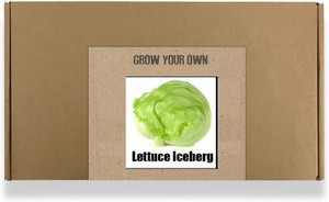 Qualtivate ® Fast Germination Lettuce Iceberg Seeds(375 Seeds) Seed ...