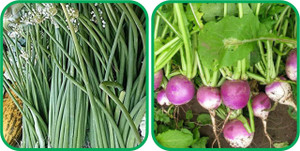 Agrey Turnip ( 100 Seeds) And Singra ( 100 Seeds) Vegetable Seeds Pack ...