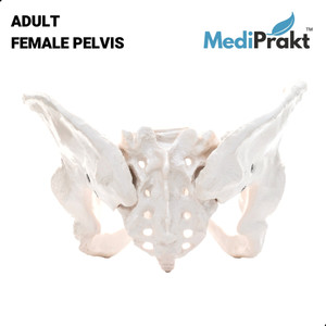 MediPrakt | FEMALE PELVIS MODEL | LIFE SIZE | HUMAN PELVIS MODEL ...