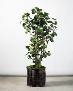 Bee Green Aralia Plant Price in India - Buy Bee Green Aralia Plant ...
