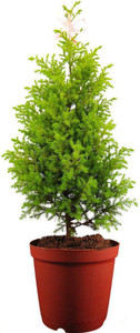 Darjeeling Planters Juniper Plant Price in India - Buy Darjeeling ...
