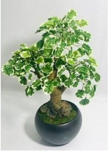 Bee Green Aralia Plant Price in India - Buy Bee Green Aralia Plant ...