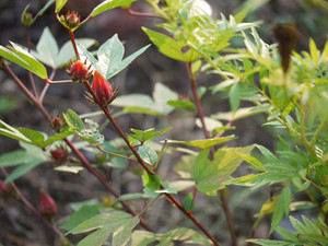 CHILLATAI Red Gongura / Red Pulicha Keerai / Kenaf Leaves / Red Pundi ...