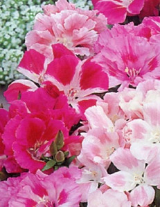 PMB Godetia Azaleaflora Seed Price in India - Buy PMB Godetia ...