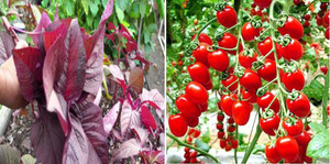 xcentax Cherry Tomato, RED CHOLAI Seed Price in India - Buy xcentax ...
