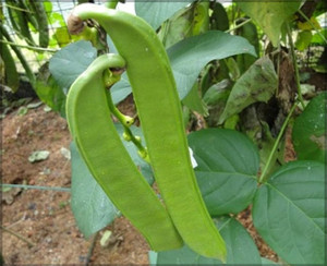 GARDENHUNT Sword Beans (Canavalia gladiata white seeded) Traditional ...