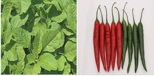 xcentax CHILLI AGRI, GREEN CHOLAI Seed Price in India - Buy xcentax ...