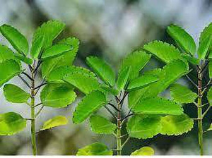 PB HONEY PRIYA PLaNTS Bryophyllum Pinnatum/Patharchatta Plant Price in ...