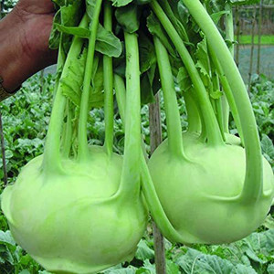 SM Exports Knol knol vegetable seeds 10 seeds per pack. Seed Price in ...